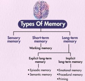 Understanding Memory And Mental Health: 3 Important Types